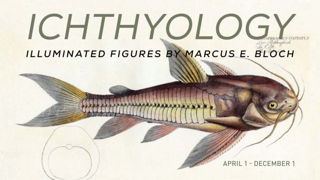 Ichthyology: Illuminated Figures by Marcus E. Bloch | Brenau Galleries